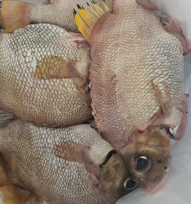 알고 먹으면 더 맛있는 생선구이 군평선이 딱돔 금 풍생이샛서방 고기 알아보자 네이버 블로그