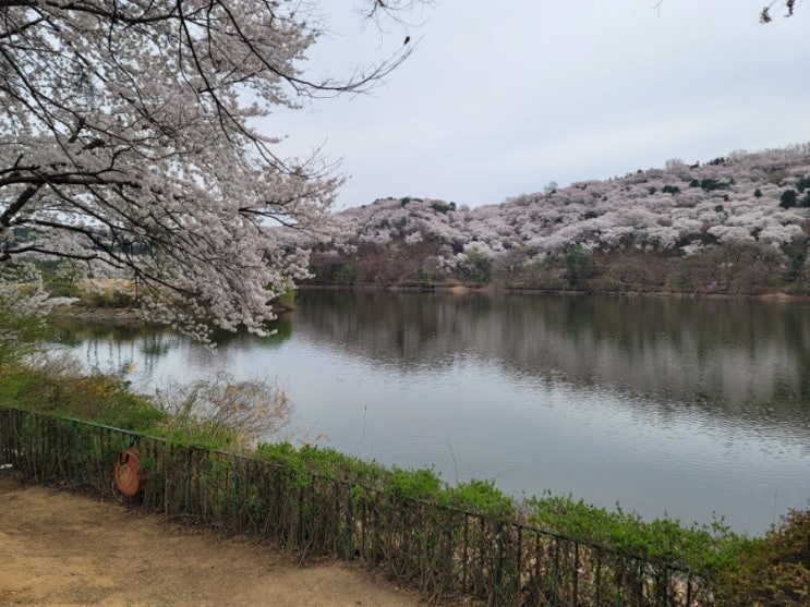 용인 벚꽃명소 에버랜드와 더불어 벚꽃으로 유명한 용인 호암미술관 벚꽃길 방문기벚꽃터널 사진팁 주차팁 네이버 블로그
