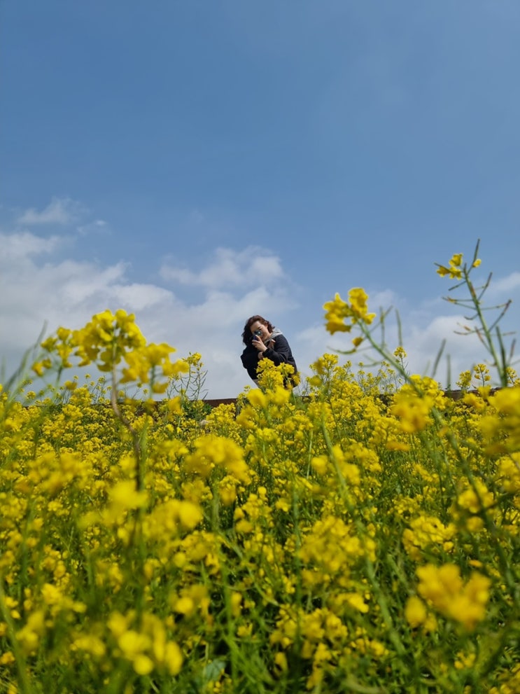 [완도]청산도 슬로길 유채꽃밭(안내산악회) : 네이버 블로그