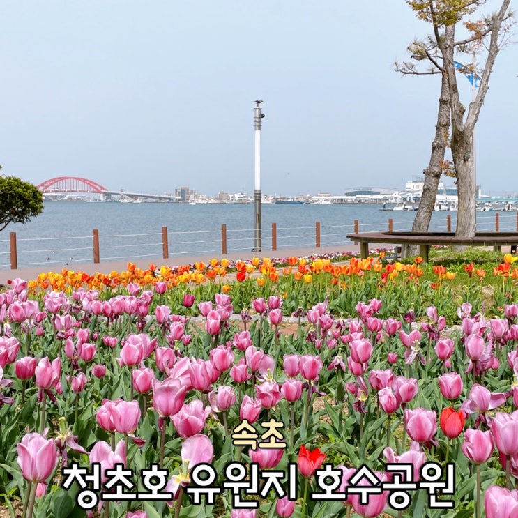 강원도 속초 청초호 유원지 호수공원 튤립 꽃구경 봄 힐링 여행 네이버 블로그