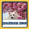 하남 미사경정공원 겹벚꽃 만발 애견동반 나들이 추천해요 네이버 블로그
