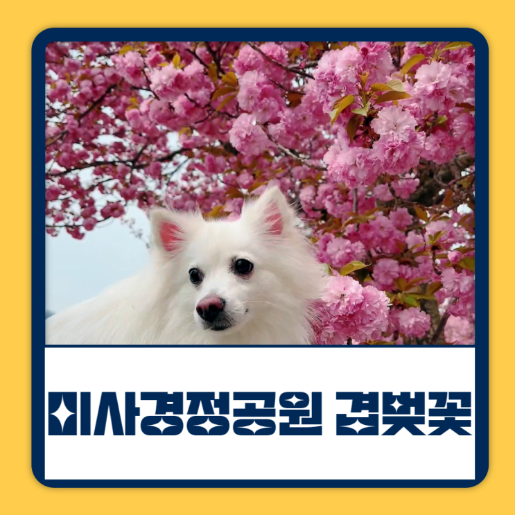 하남 미사경정공원 겹벚꽃 만발 애견동반 나들이 추천해요 네이버 블로그