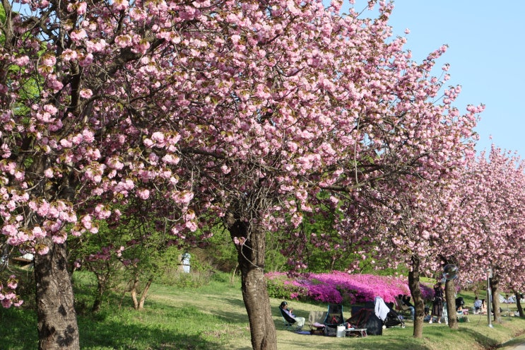 경기도 하남 미사경정공원 겹벚꽃 봄꽃구경 명소 서울 근교 나들이 피크닉 텐트는 불가 미사리 조정경기장 자전거대여 네이버 블로그