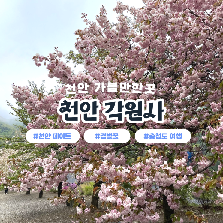 천안 가볼만한곳 드라이브 데이트 각원사 겹벚꽃 명소 4월19일 개화사진 네이버 블로그