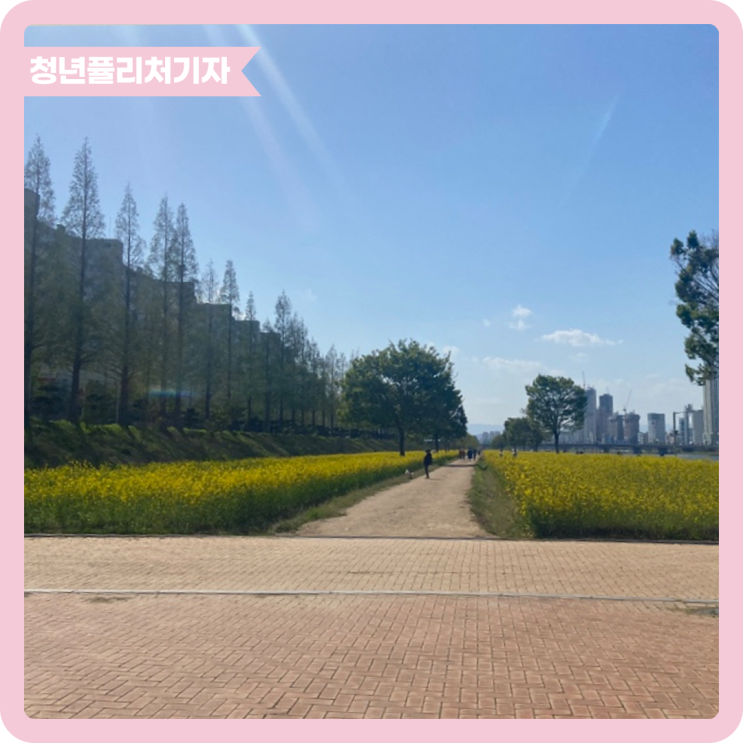 청년퓰리처기자 울산 남구 청년들의 데이트 장소 태화강변 유채꽃 단지 네이버 블로그
