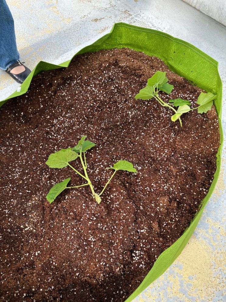 옥상 텃밭 개시 : 네이버 블로그