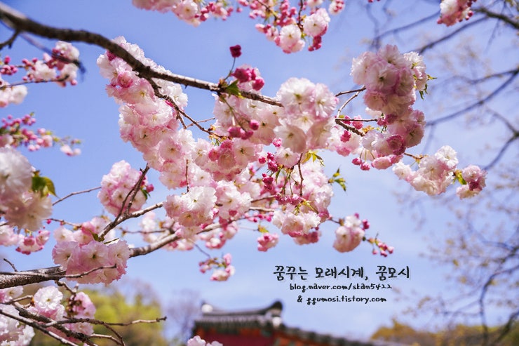 서산 여행서산 가볼만한곳 청벚꽃이 있는 서산 개심사 네이버 블로그