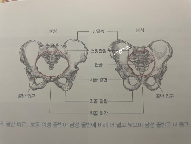 천장관절에 대하여 요가해부학천장관절골반 힙오픈요가아사나 네이버 블로그
