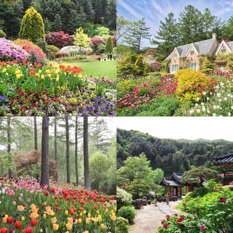 경기도 가평 가볼만한곳 아침고요 수목원 봄꽃페스타 서울근교 데이트 코스 네이버 블로그