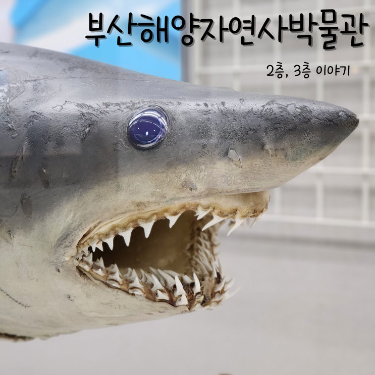부산 가볼만한곳 부산해양자연사박물관2 I 비올때 실내데이트 I 기획전시 종합전시실 네이버 블로그