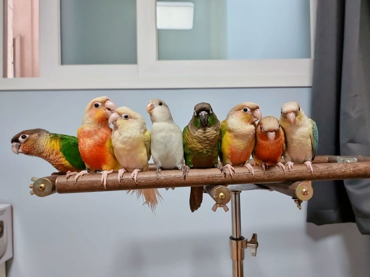 [코뉴어] 7조 7색 코뉴어 : 네이버 블로그