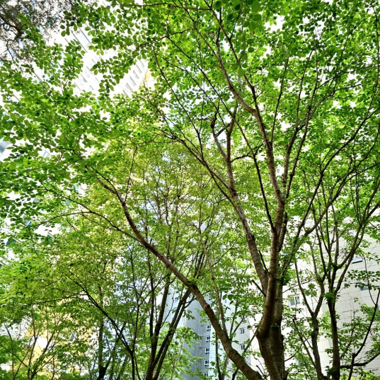 그럼에도 불구하고 감사한 워킹맘 일상 / 초등 전교임원 일상 : 네이버 블로그