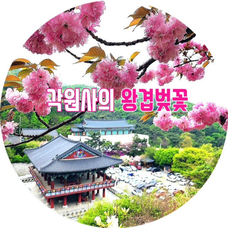 천안여행지명소 태조산 국내최대규모 청동좌불상 각원사겹벚꽃과 수양벚꽃 아름다움을 넘어선 자연 네이버 블로그