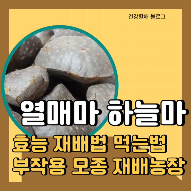 열매마 하늘마 효능 재배법 먹는 법 부작용 모종 재배 농장 네이버 블로그