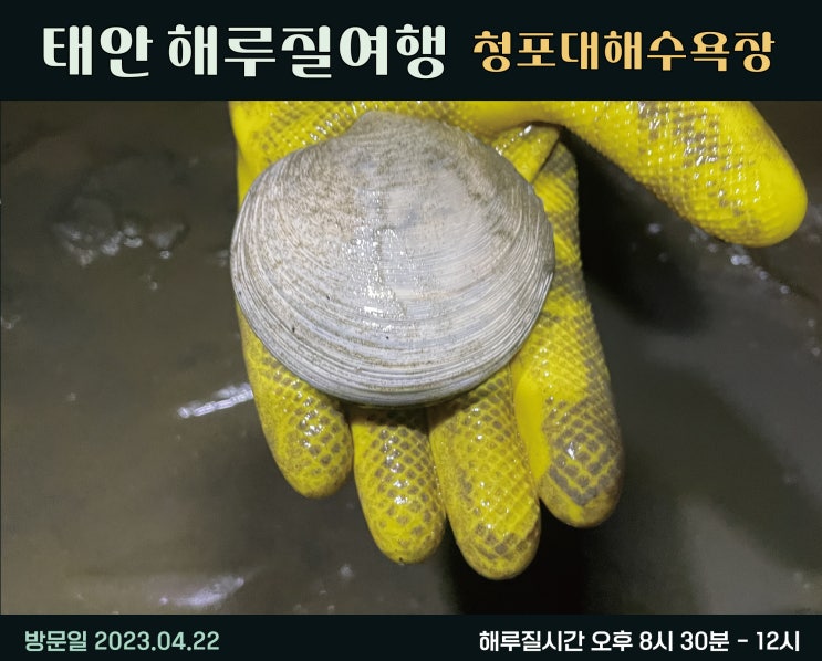 태안 청포대해수욕장 첫 해루질 여행 리얼후기 해루질 장비 구입부터 조개캐기까지 완전정복 네이버 블로그