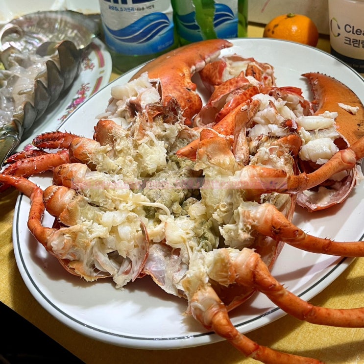 부산맛집 해운대 포장마차촌🦞 부산 이모카세 갈매기 15호 부산맛집 부산랍스터 해운대랍스터 해운대 포차 랍스터