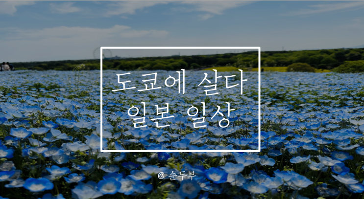 일본도쿄 일상 4월 도쿄 근교 렌트카 드라이브 여행 네모필라 이바라키 국영 히타치 해빈공원国営ひたち海浜公園 모리야