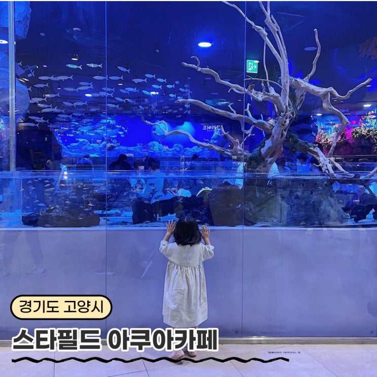 고양 스타필드 아쿠아카페 매직플로우 물고기카페 닥터피쉬체험 네이버 블로그