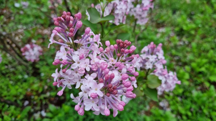 매직트리하우스 # 11 LIONS AT LUNCHTIME : 네이버 블로그