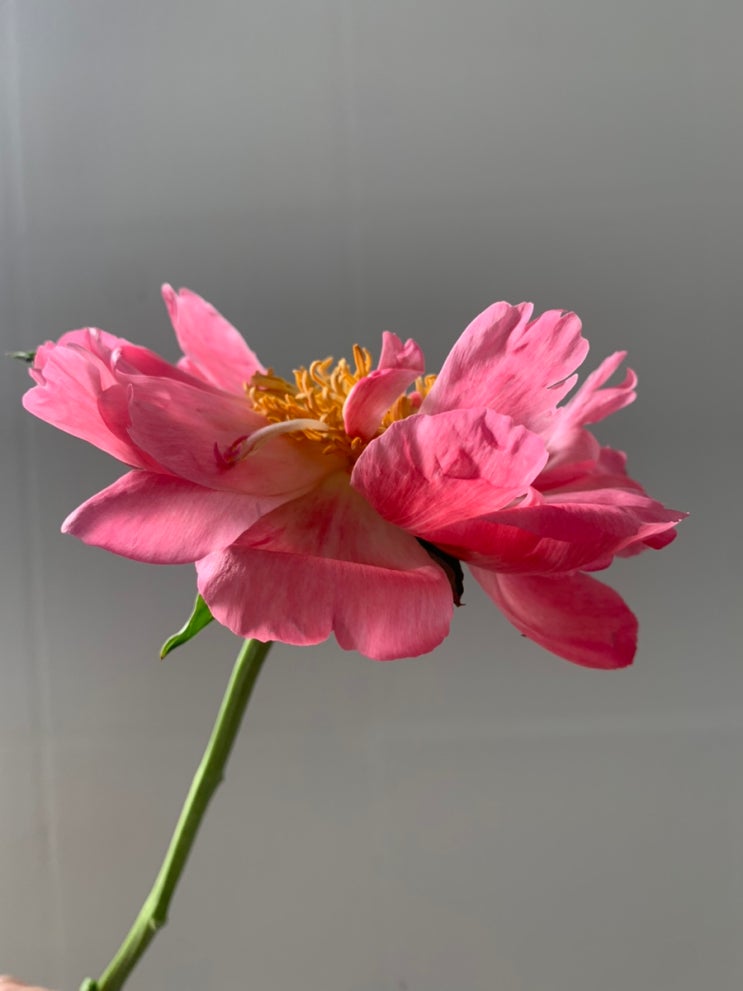 Arob 아로브 | 작약 피오니 : 네이버 블로그