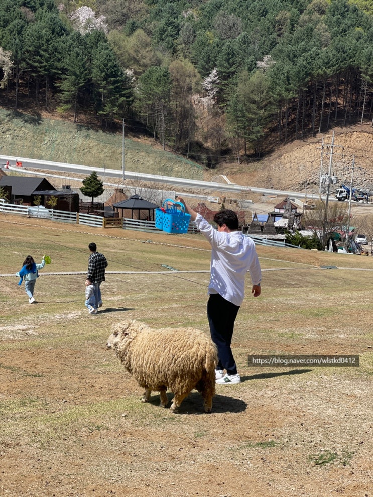 아이와 가볼만한곳 홍천비발디파크 근처 가볼만한곳 방목형 양떼목장 휘바핀란드 뱀도 만져볼수있어요 네이버 블로그