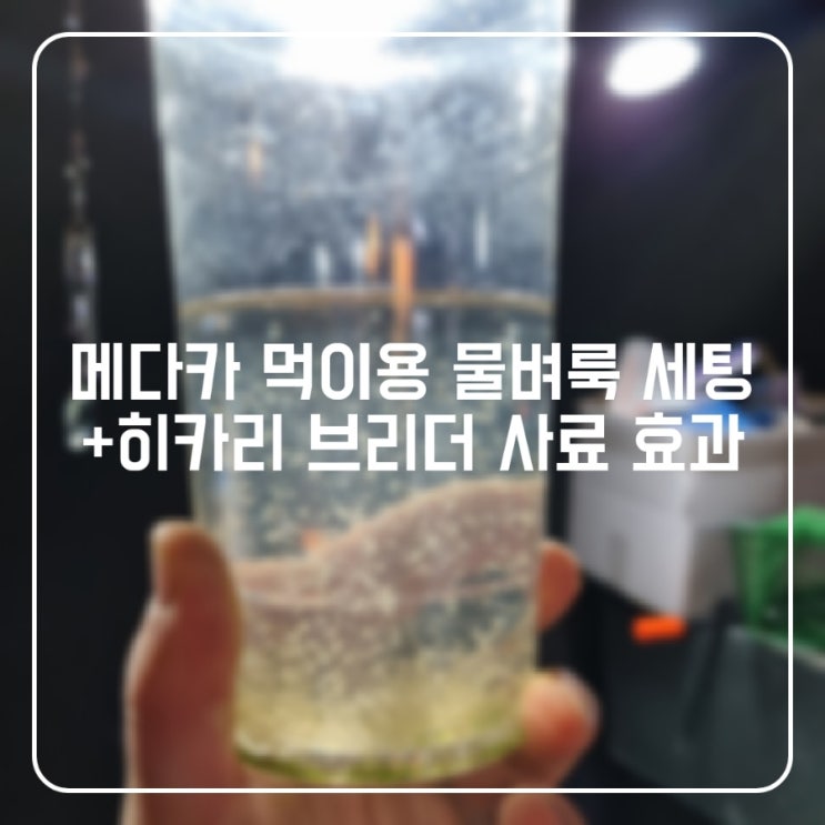 메다카 먹이용 물벼룩 세팅+히카리 브리더 사료 효과(메다카 폭번 시작) : 네이버 블로그