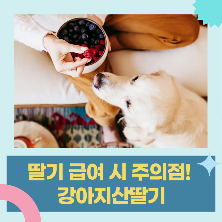딸기 급여 시 주의점 강아지산딸기 네이버 블로그