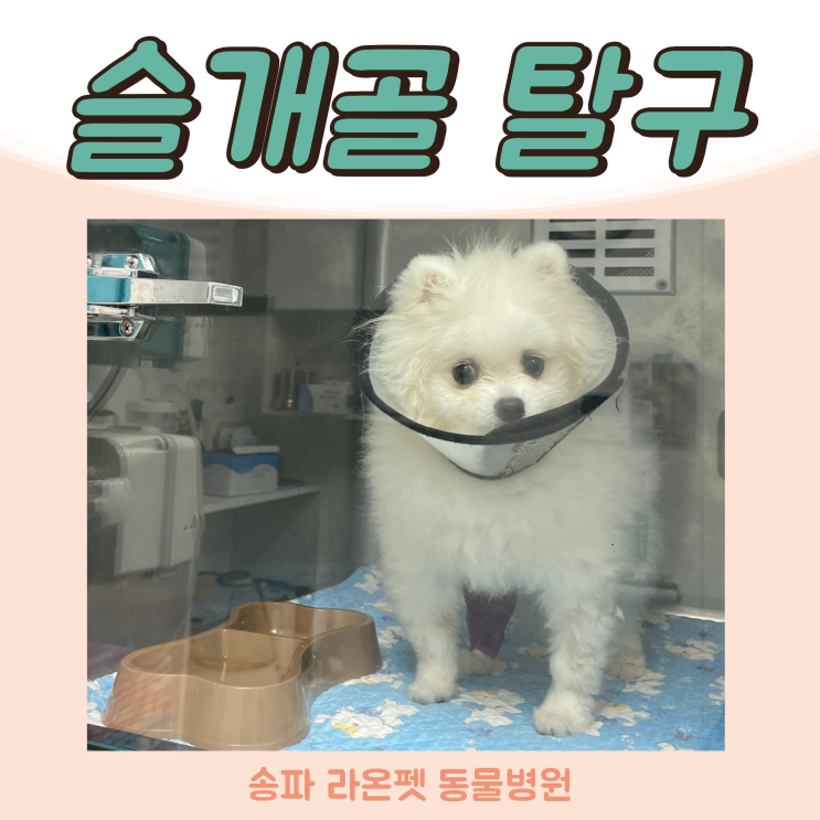 강아지 슬개골 탈구 4기 수술 후기 수술과정 비용 증상과 관리법 네이버 블로그