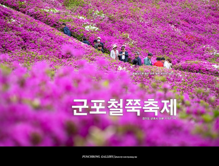 군포 철쭉축제 핑크빛 세상속으로 초막골 생태공원과 연결된 철쭉동산 관람과 산책 코스 네이버 블로그