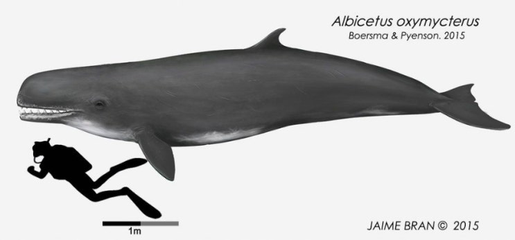 흰 고래, 알비케투스 : 네이버 블로그