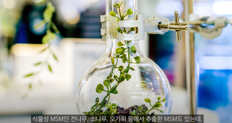 암 환자 보조 식품 식이유황 천연식물성엠에스엠 Msm 복용방법 부작용에 대하여2탄 네이버 블로그