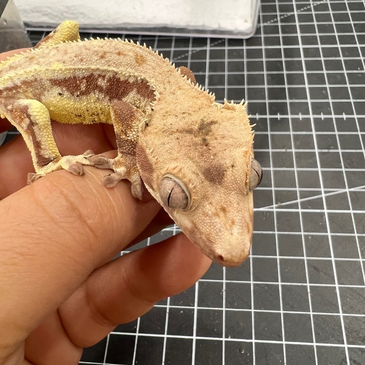 크레 Log_165 탈피부전 아성체 2주 만에 스스로 극복, 노하우 공개 : 네이버 블로그