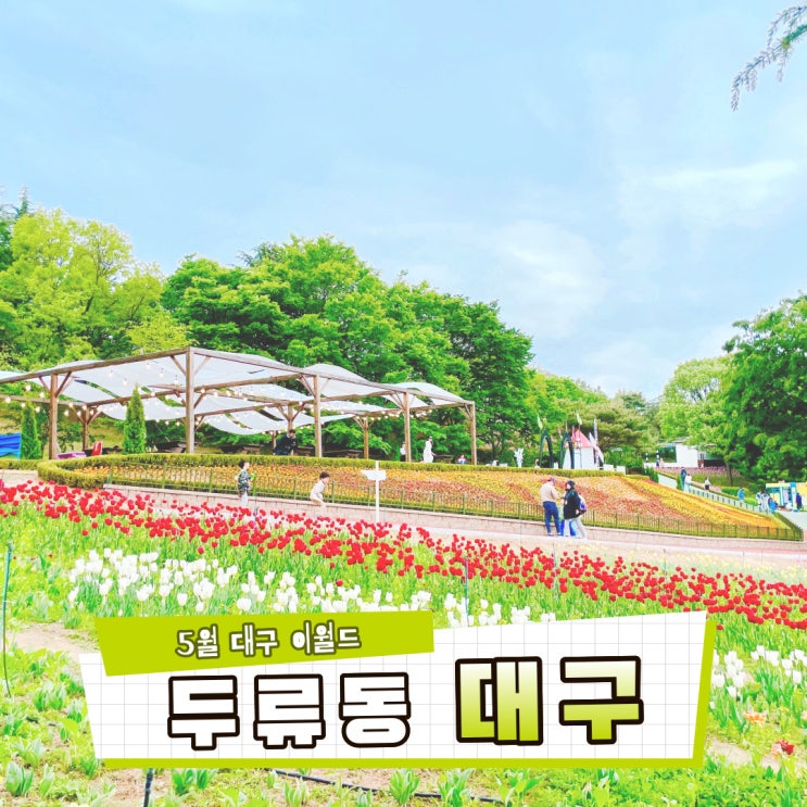 5월 가볼만한곳 추천 대구 데이트코스 이월드 5월 꽃구경 보라사루비아 수국 데이지꽃 네이버 블로그