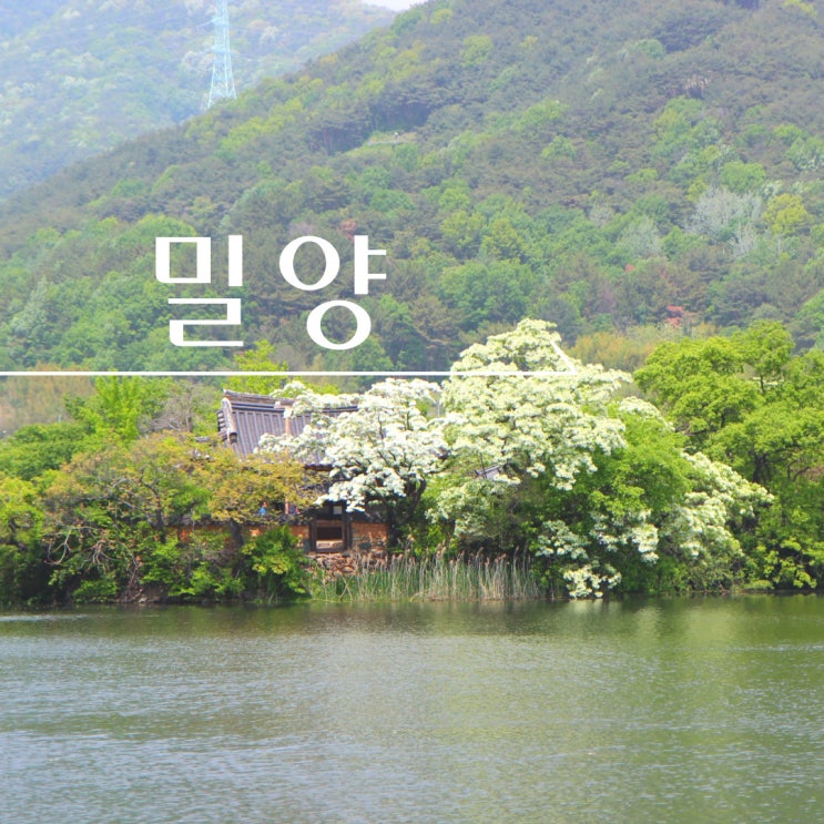 밀양 위양지 이팝나무 실시간 개화 상태 네이버 블로그