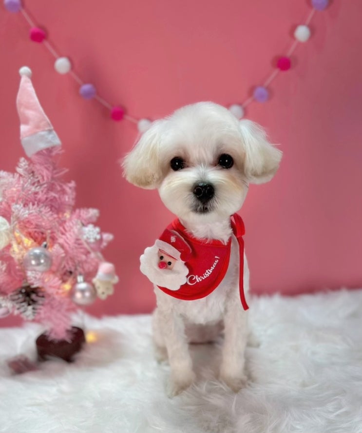 말티푸/대전말티푸미용/대전애견미용/몽구 : 네이버 블로그