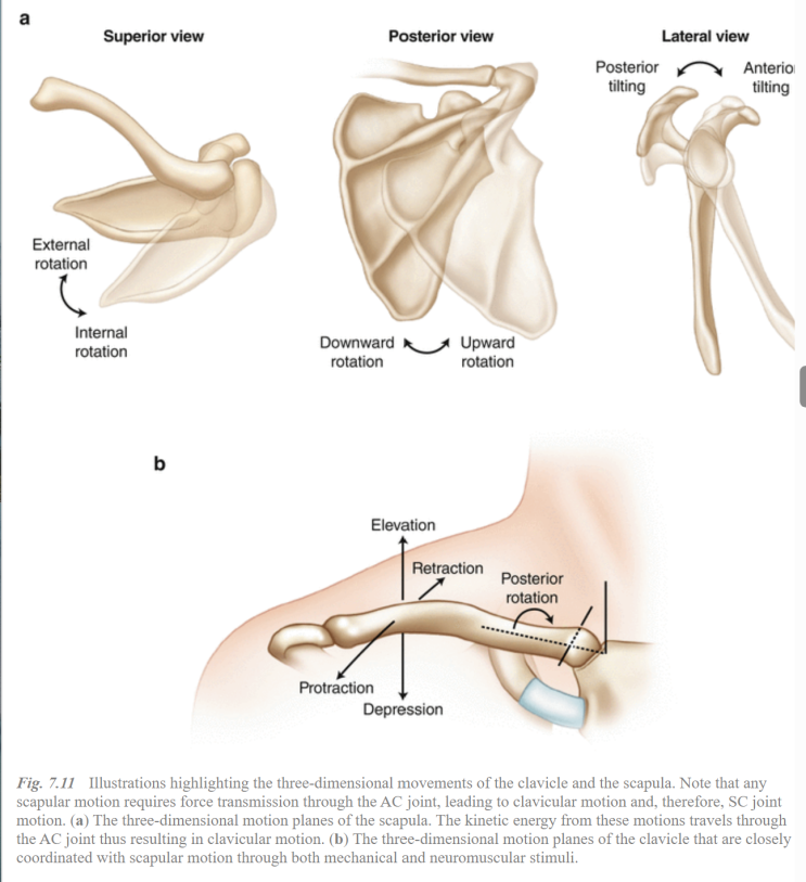 관절운동 정리 2-1. 어깨 복합체 Shoulder Complex 뼈 구조 관절 정리 : 네이버 블로그
