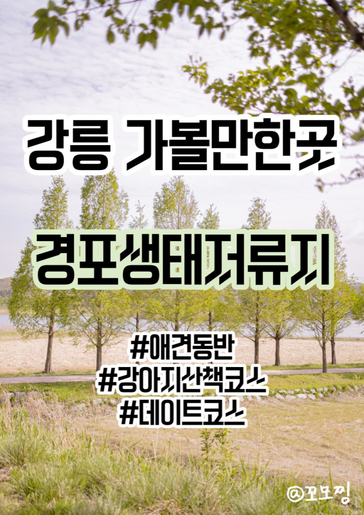강릉 가볼만한곳 경포 생태저류지 강아지 산책코스 데이트코스 네이버 블로그