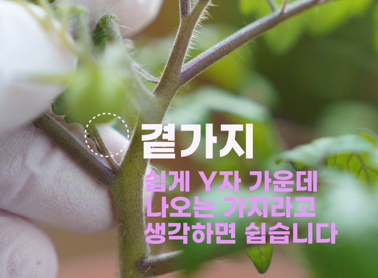 집에서 방울토마토 키우기 방법 텃밭 지지대 열매 곁순 제거 네이버 블로그