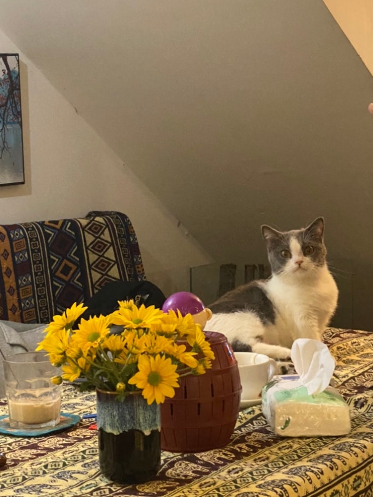 하노이 고양이 카페 도장 깨기 : 네이버 블로그