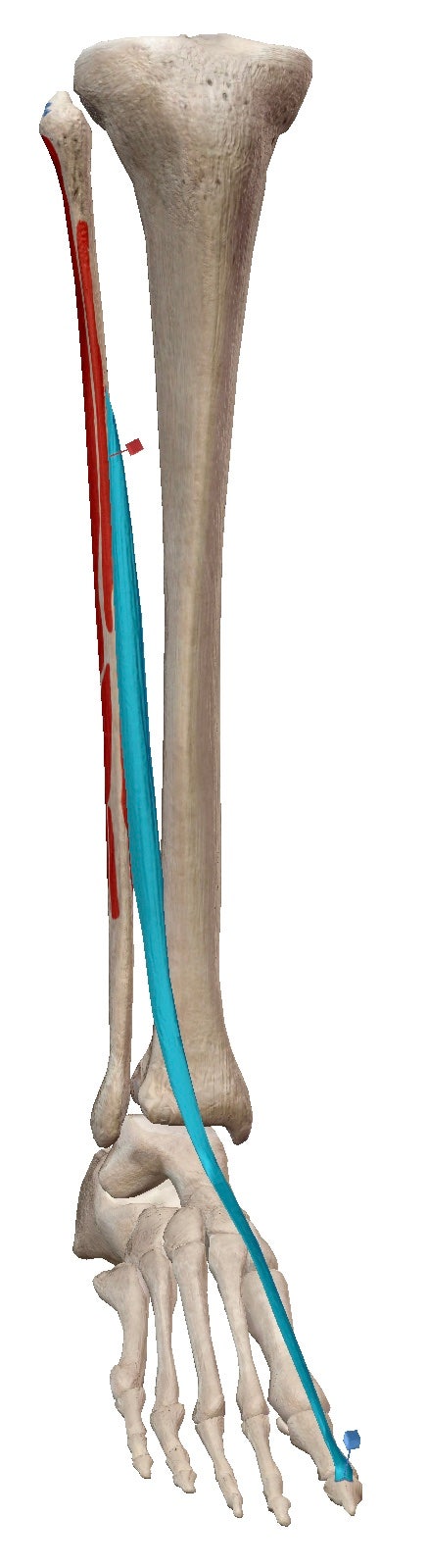 장무지신근(Extensor Hallucis Longus) 치료방법 - 엄지발가락 통증, 발목통증, 정강이통증, 발등통증, 무지 ...