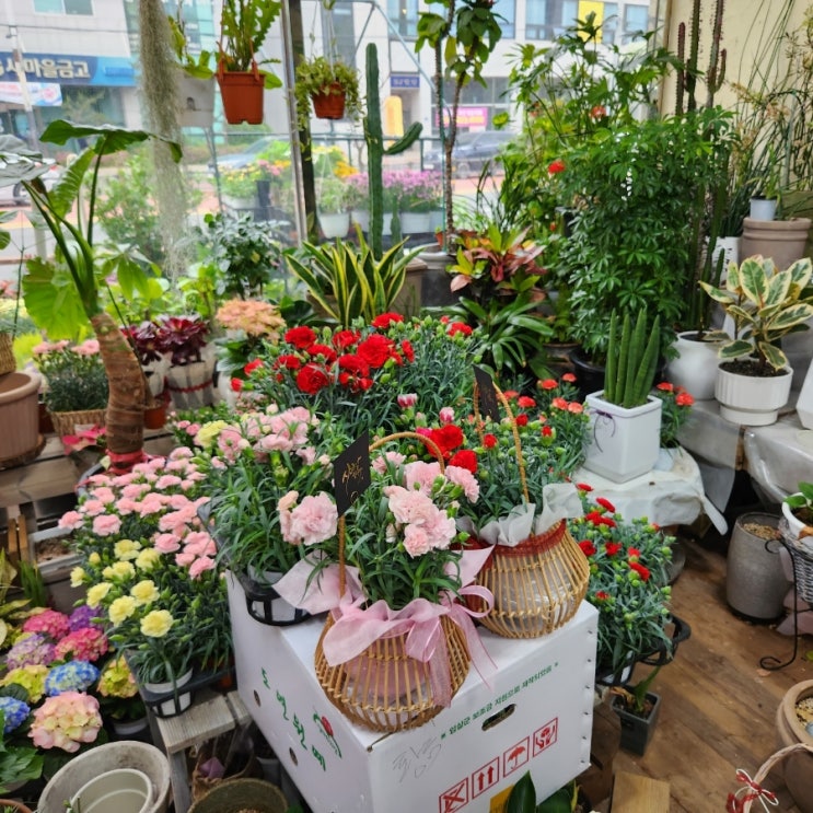 청주 복대동 꽃집 아름다운 화원 어버이날 카네이션 구입 후기 네이버 블로그