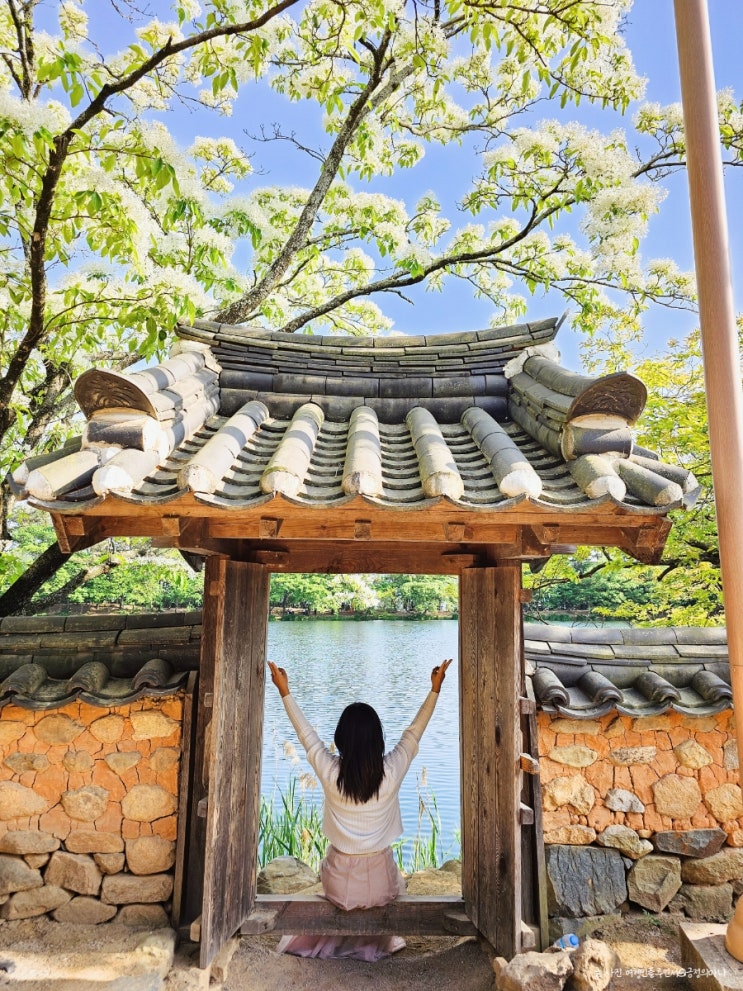 밀양 위양지 이팝나무 개화 상황 주변 5월 가볼만한곳 네이버 블로그