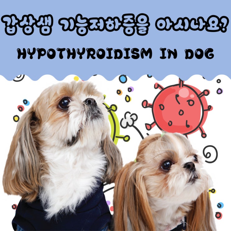 HYPOTHYROIDISM IN DOG 갑상샘 기능저하증 / 의정부 아이유 동물병원/아이유24동물의료센터/양주.포천.동두천 ...