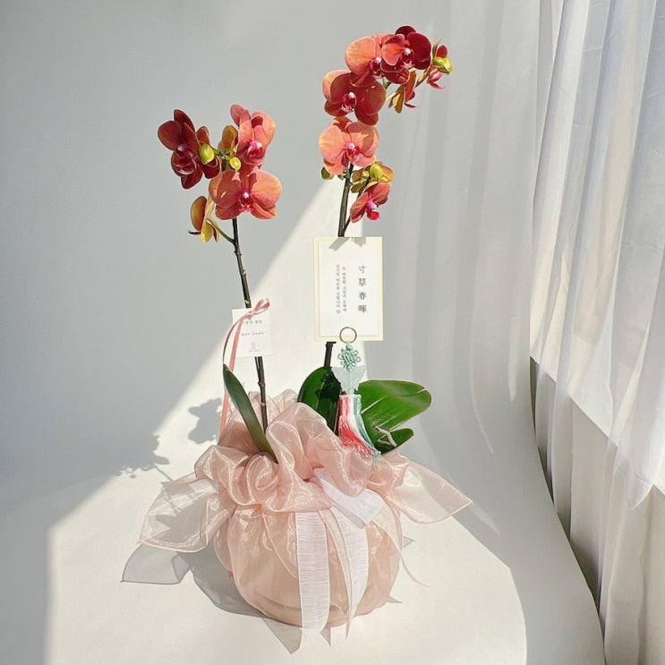 광주광역시 어버이날 보자기포장 서양란화분 추천드려요 : 네이버 블로그