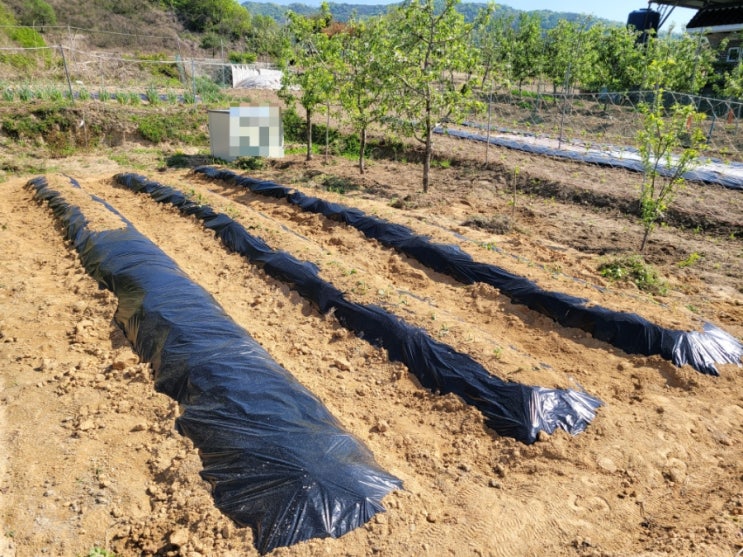 꿀고구마 모종 심기 호박 모종 심기 블루베리 전용 흙과 비료 텃밭에 철쭉 심기 찔레 꺾어 먹기 네이버 블로그