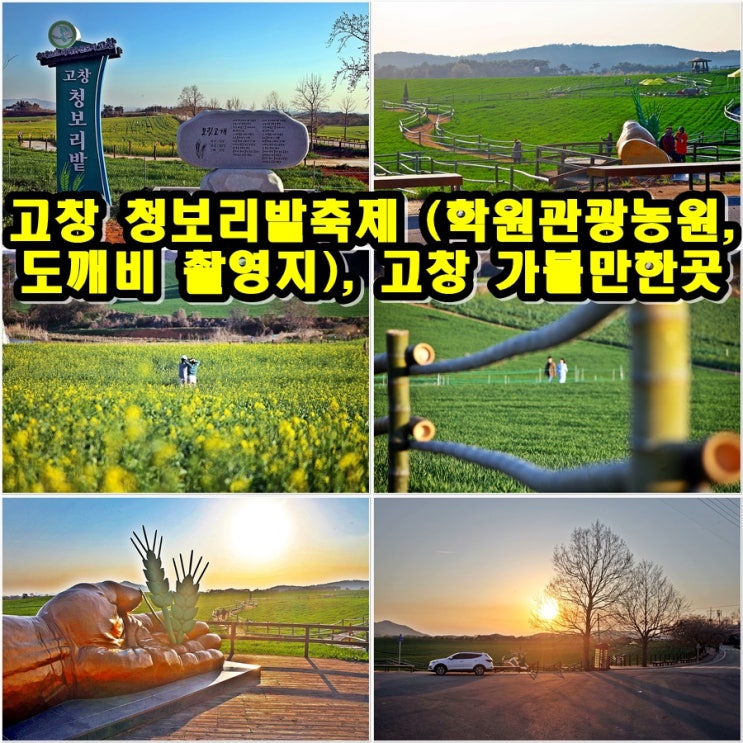 고창 청보리밭 축제 학원관광농원 학원농장 유채꽃 드라마 도깨비 촬영지 고창여행 고창 가볼만한곳 추천 네이버 블로그