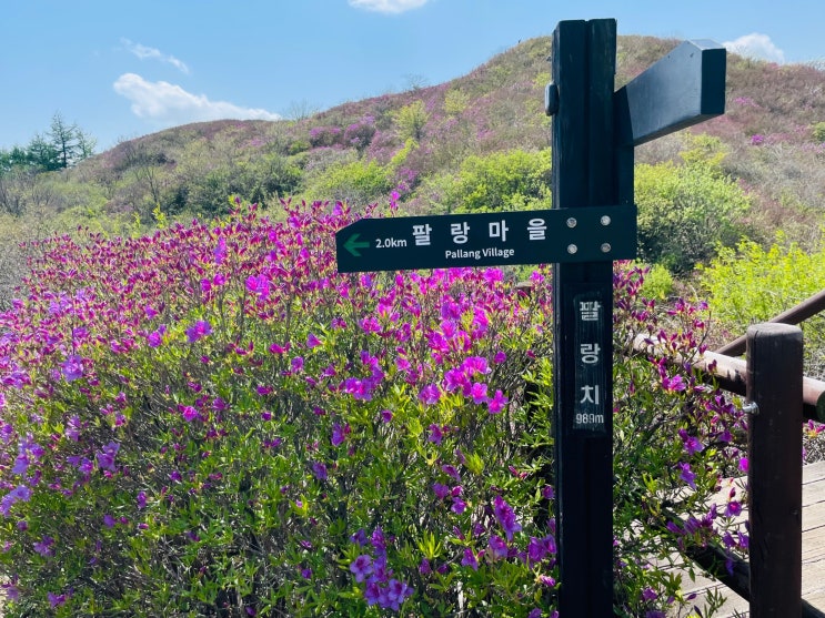 지리산 바래봉 최단거리초보등산코스팔랑마을 팔랑치 바래봉삼거리 팔랑치 팔랑마을 철쭉산행코스 네이버 블로그