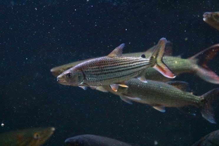 메인수조로 이동한 폴스칼리 타이거피쉬 : 네이버 블로그