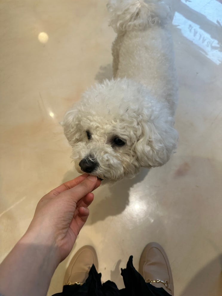 구로디지털단지역 카페::귀여운 멍멍이가 있는 카페 카에네 : 네이버 블로그