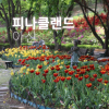 천안 아산 데이트 피나클랜드 튤립 수선화 불꽃 축제 기본 정보 및 현황 네이버 블로그